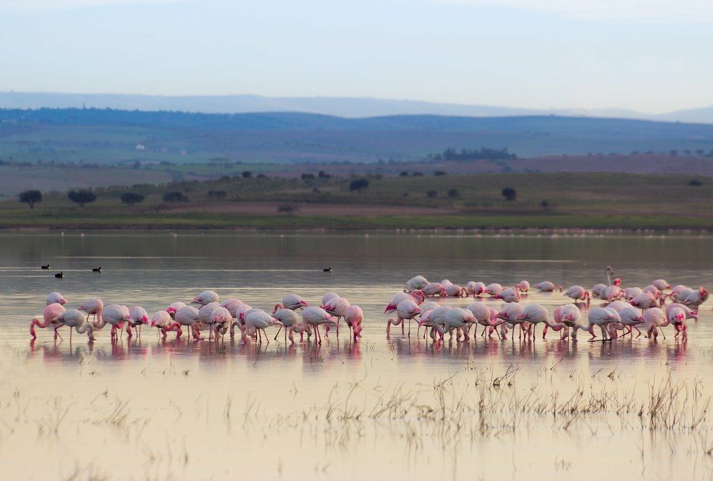 Mise en valeur de la Sebkha d’Oran…! – Aljazaer
